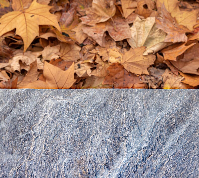 Autumn Leaves Background with Grey Ground Stock Image - Image of ground ...
