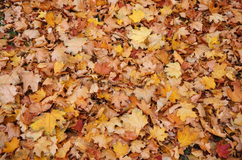 Autumn leaves stock image. Image of outdoors, leaves - 36696725