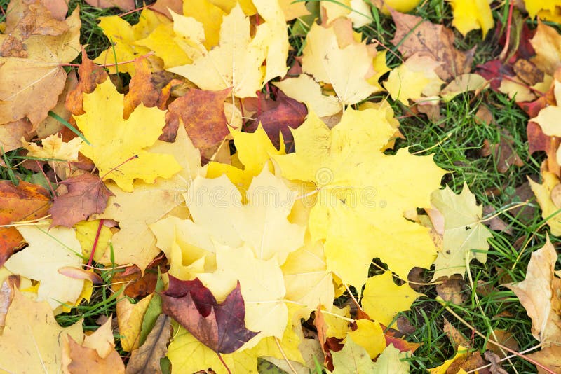 Autumn Leaves Background. Maple Orange, Yellow and Green Stock Image ...