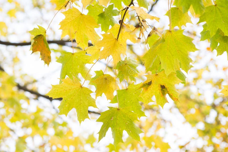 Autumn Leaves Background. Maple Orange, Yellow and Green Stock Image ...