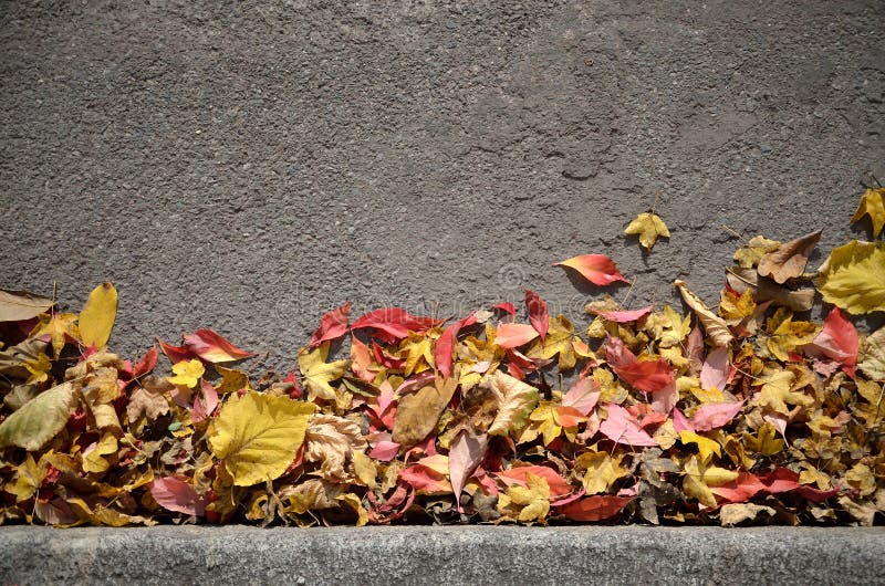 Autumn Leaves Background stock image. Image of autumn - 79618687
