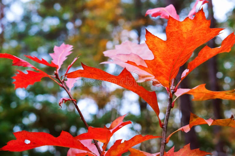 Red Foliage on Trees, Autumn Leaves, Autumn Background Stock Image ...