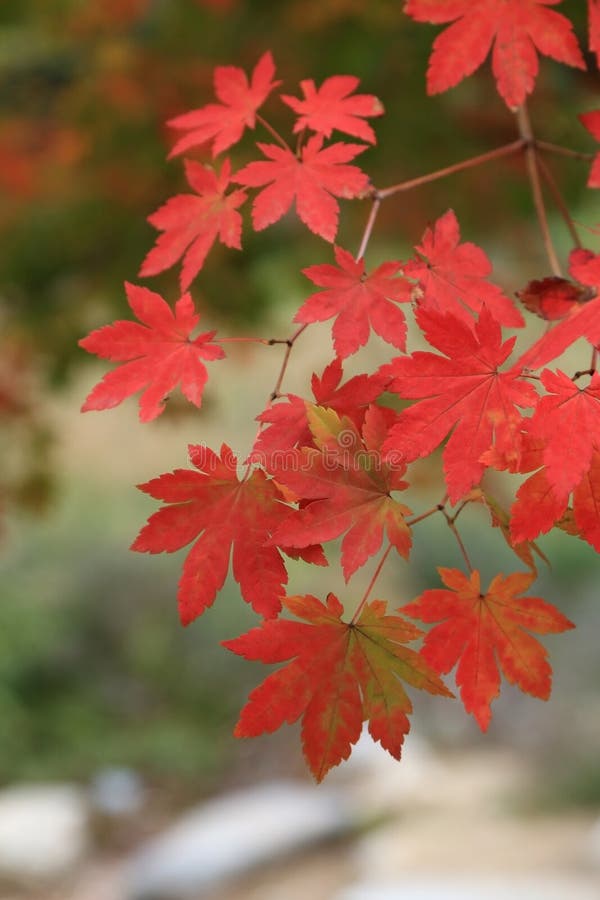 Autumn Leaves Background, Red Maples on Tree Stock Photo - Image of ...