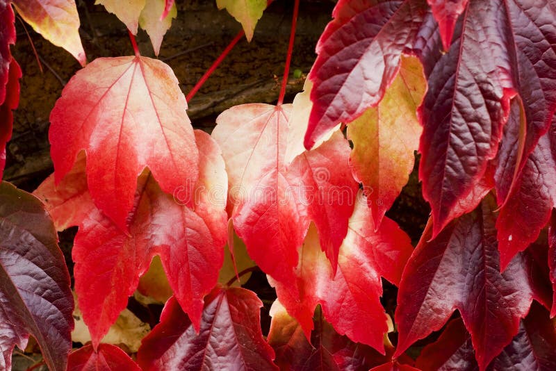 Red autumn leaves stock photo. Image of beautiful, landscape - 10977914