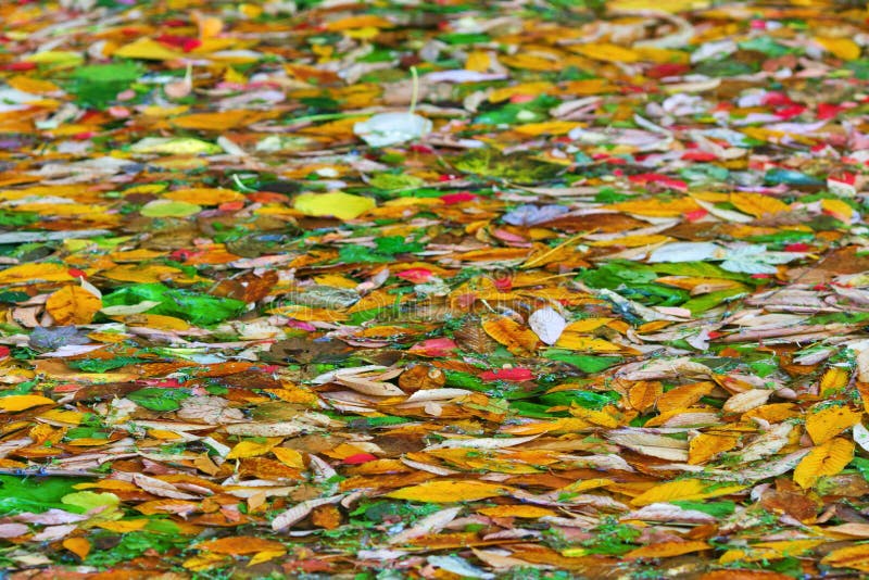 Autumn Leaves for Background Texture Stock Image - Image of fall ...