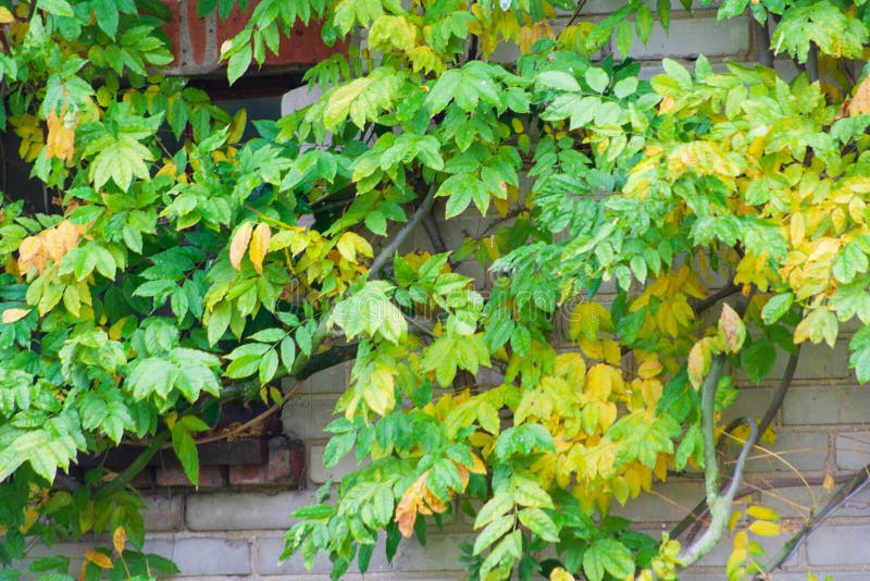 Autumn Leaves Background on Wall Building in Garden Area Stock Photo ...