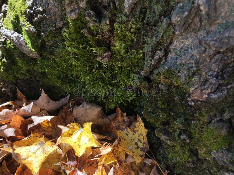 Autumn Leaves at the Base of Tree Covered in Moss Stock Image - Image ...