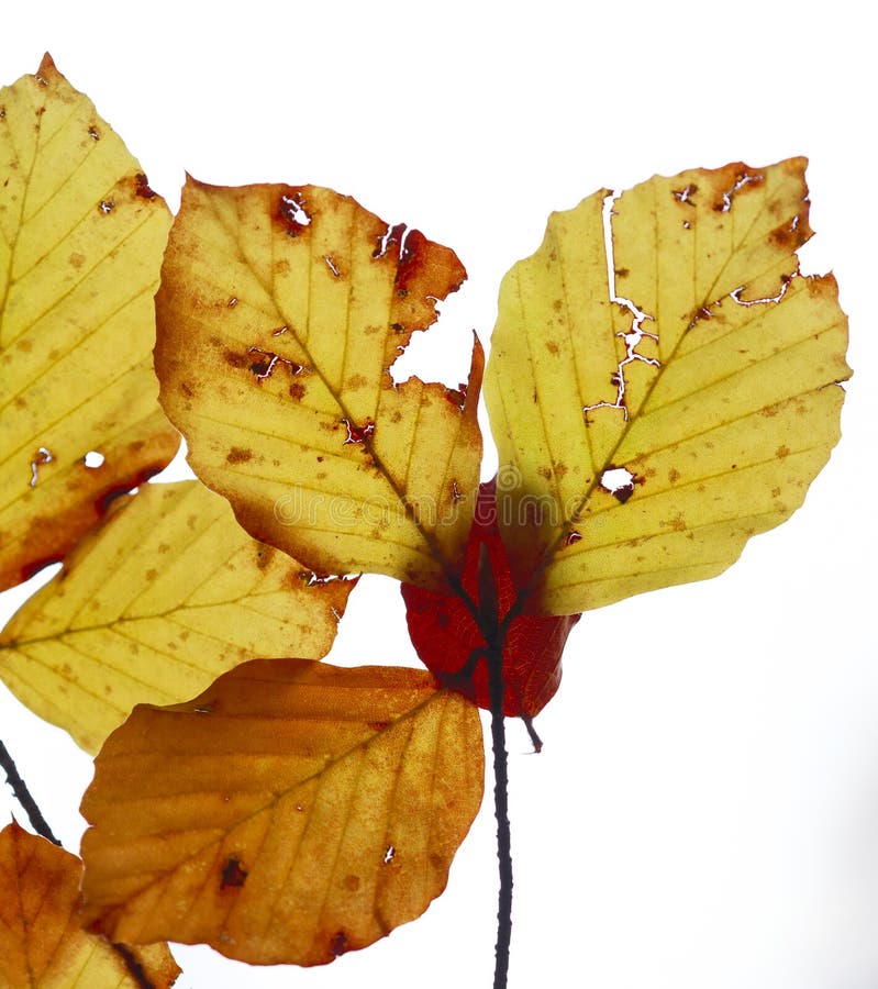 Autumn Leaves stock photo. Image of horizontal, design - 34401362
