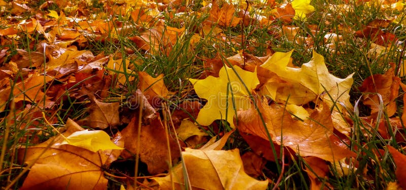 Autumn leaves stock image. Image of forest, morning, crunch - 45212261