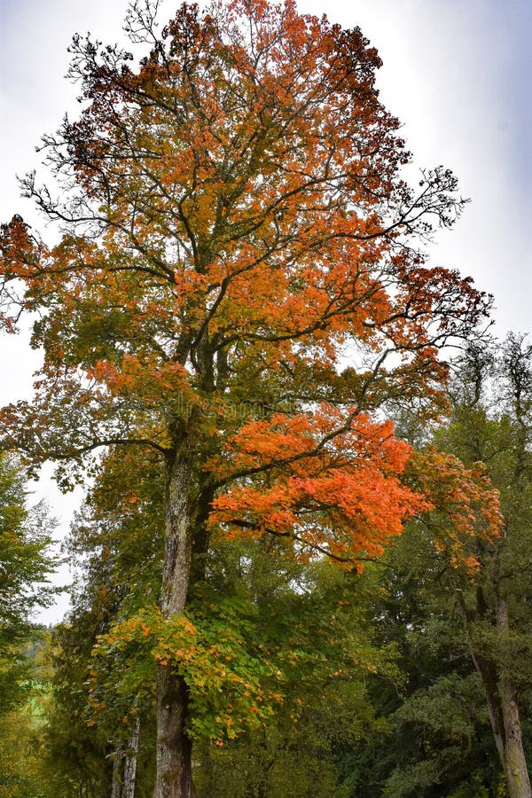 Autumn leaves stock image. Image of park, winds, weather - 102788565