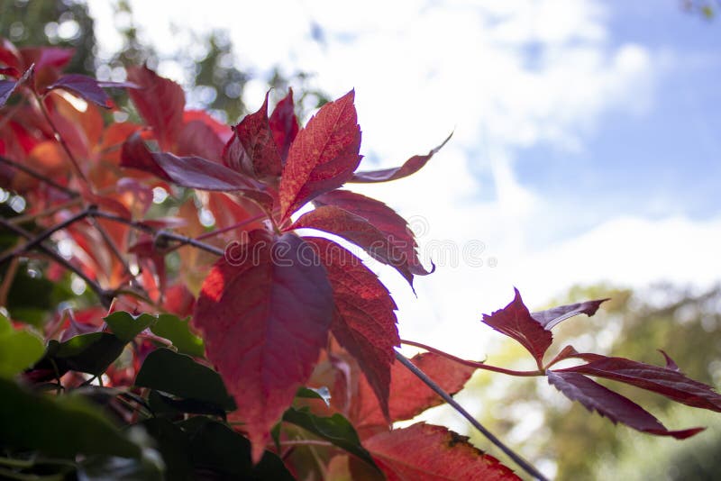 Autumn Leaves. Beautiful Scenery of Red Grape Leaves in a Natural Park ...