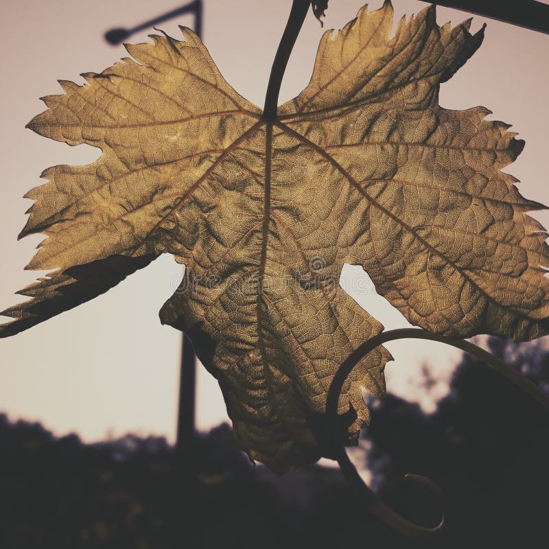 Autumn leaves stock image. Image of beautiful, leaves - 81256851