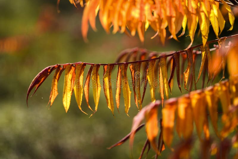 Autumn Leaves on a Beautiful Sunny Autumn Day Stock Image - Image of ...