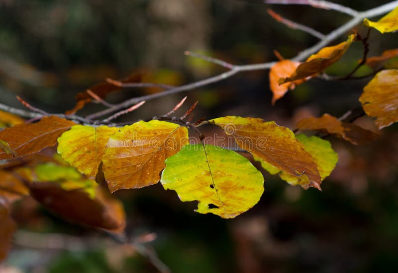 Autumn Leaves of a Beech Tree Stock Image - Image of leaves, leaf ...