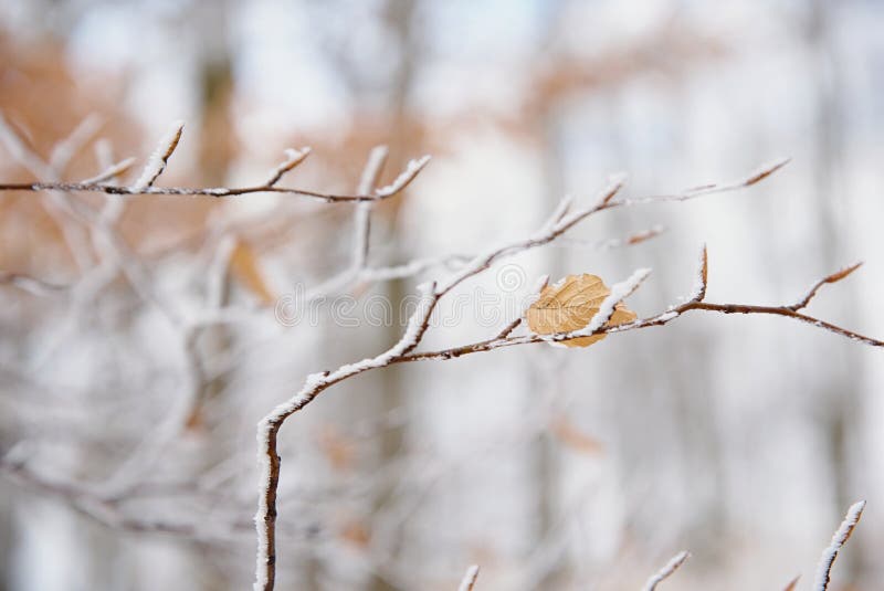 Autumn Leaves of Beech Treeon a Tree Branch in Winter Stock Photo ...