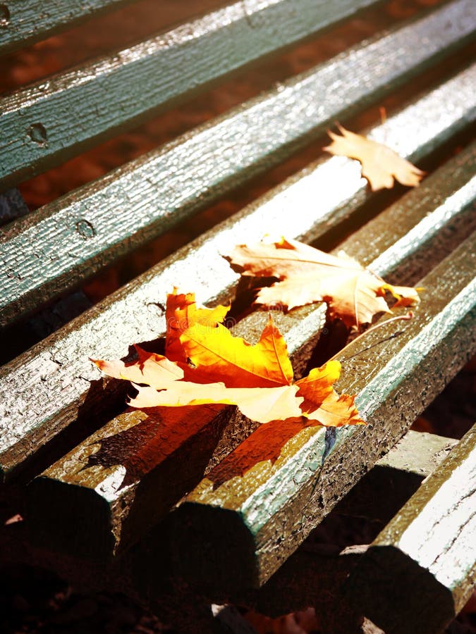 Autumn. leaves on a bench stock image. Image of foliage - 163177897