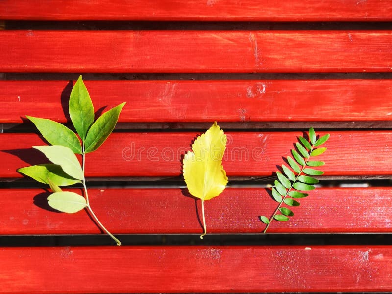 Backgroun of Autumn Colorful Leaves on the Bench Stock Photo - Image of ...