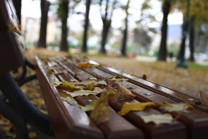 Autumn leaves on a bench stock image. Image of color - 171151953