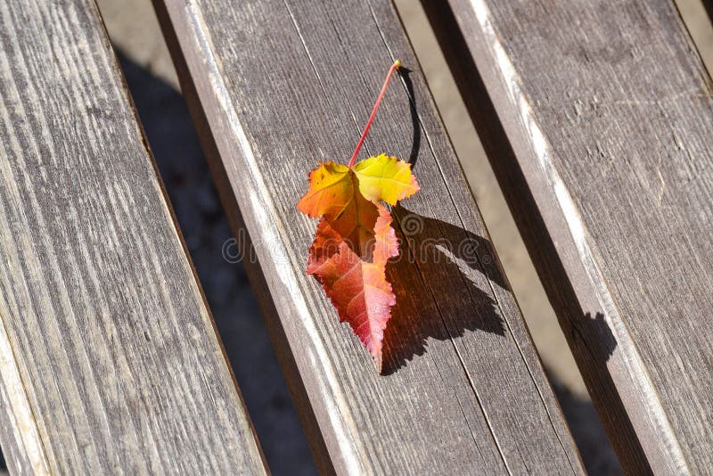 Autumn Leaves on a Bench. Yellow Red Maple Leaves Stock Photo - Image ...
