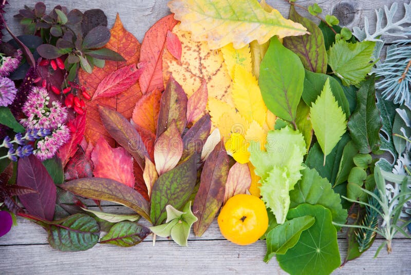 Variety of Autumn Colors Fallen Leaves and Berries Stock Image - Image ...
