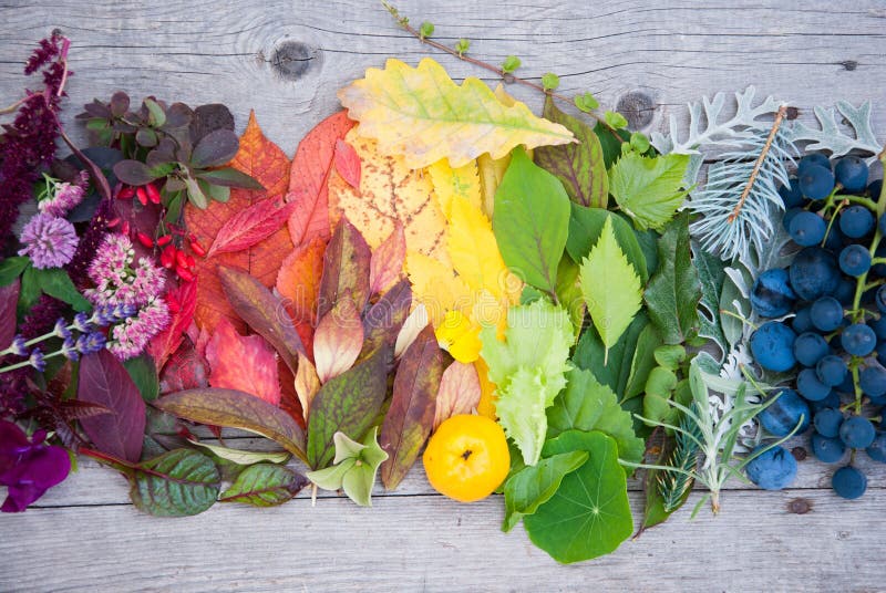 Variety of Autumn Colors Fallen Leaves and Berries Stock Photo - Image ...