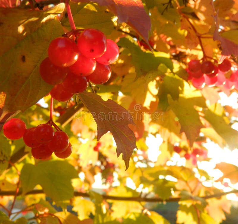 Autumn leaves and berries stock image. Image of autumn - 100280347