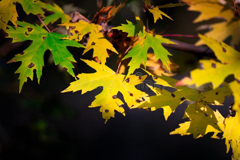 Autumn Leaves a Bit Broken on Branches Stock Image - Image of ...