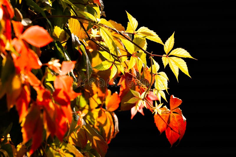 Autumn leaves stock photo. Image of leaves, beautiful - 144525134