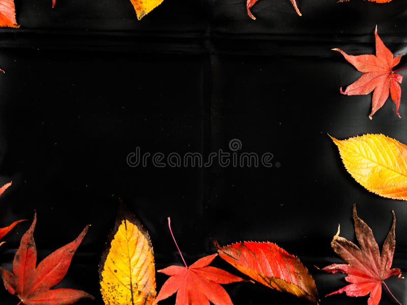 Fall leaves background stock photo. Image of colorful - 121888654