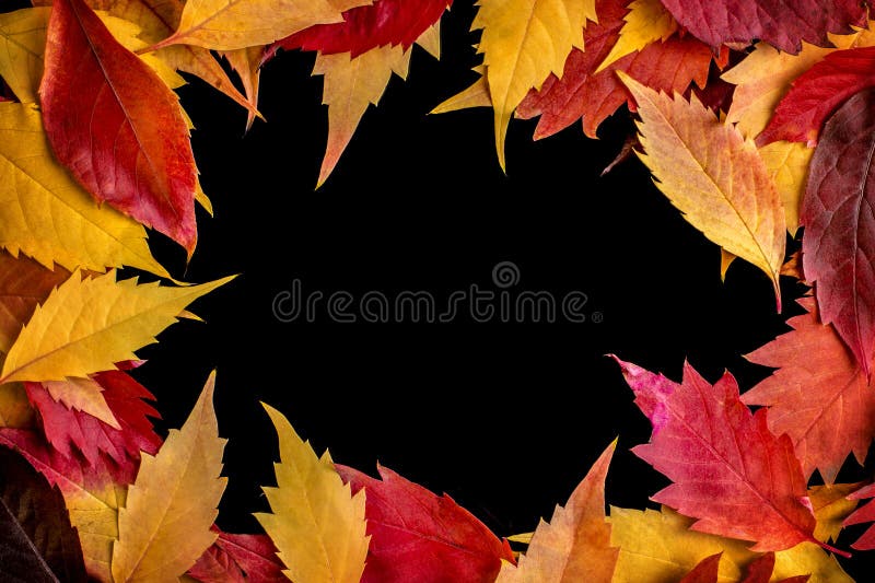 Autumn Leaves on Black stock photo. Image of fall, group - 78373032