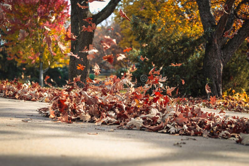 Autumn Leaves Blowing in the Wind with Pavement and Trees Stock Image ...
