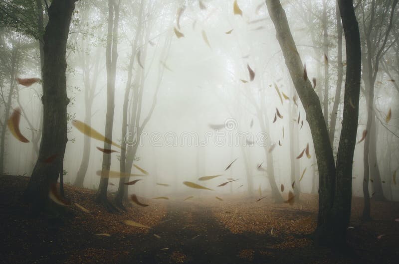 Autumn Leaves Blown by Wind in Forest Stock Image - Image of halloween, foliage: 72742227