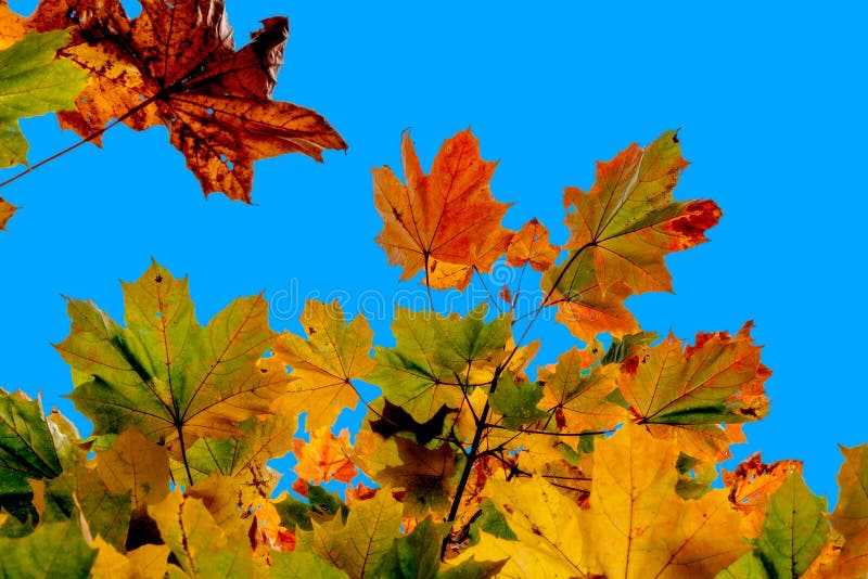 Autumn leaves on blue stock image. Image of nature, maple - 70483717