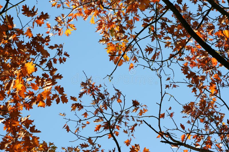 Autumn Leaves with Blue Sky Stock Photo - Image of leaves, fall: 3103984