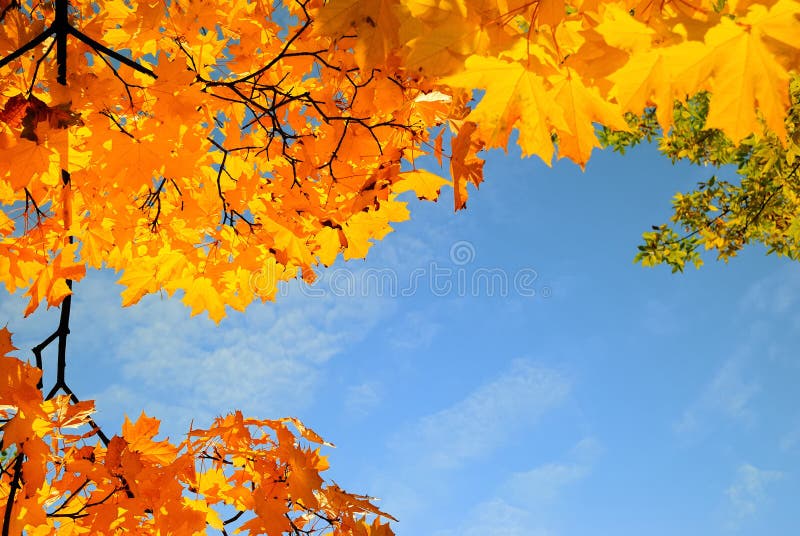 Autumn leaves blue sky stock photo. Image of blue, bright - 6522036