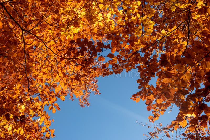 Autumn Leaves with the Blue Sky Stock Photo - Image of environment ...
