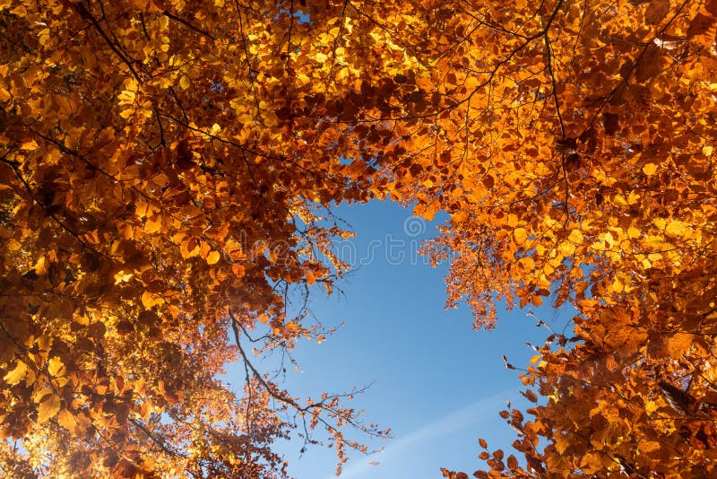 Autumn Leaves with Blue Sky Background Stock Image - Image of beauty ...