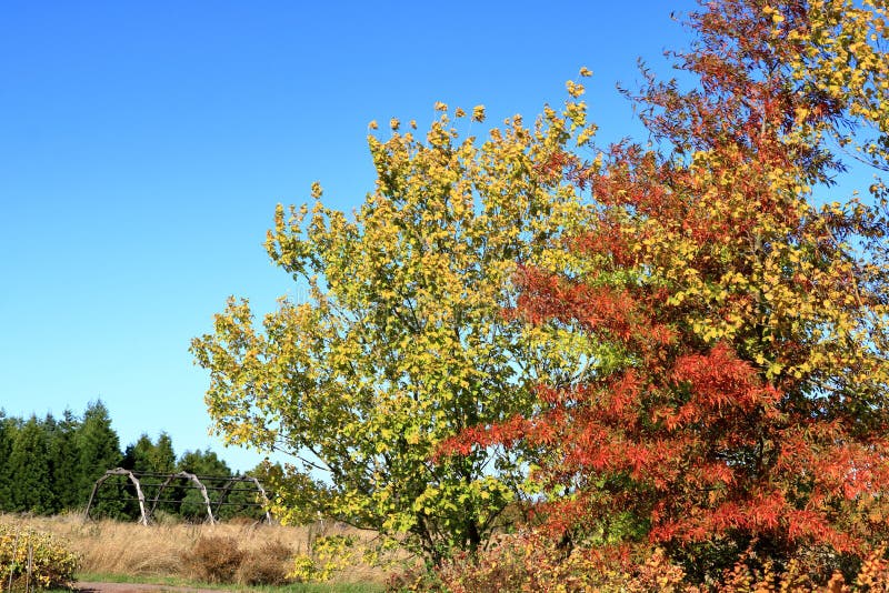 Autumn Leaves with the Blue Sky Background Stock Photo - Image of light ...