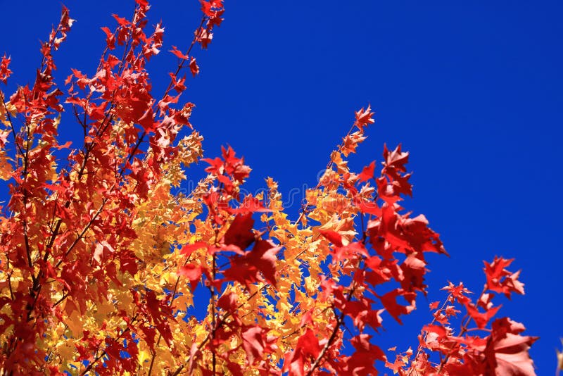 Autumn Leaves with the Blue Sky Background Stock Image - Image of brown ...