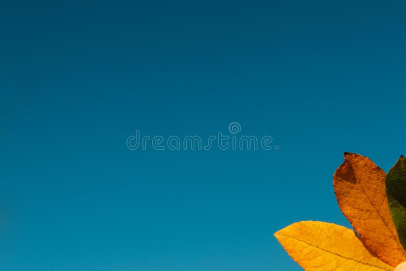 Autumn Leaves with the Blue Sky Background Stock Photo - Image of ...