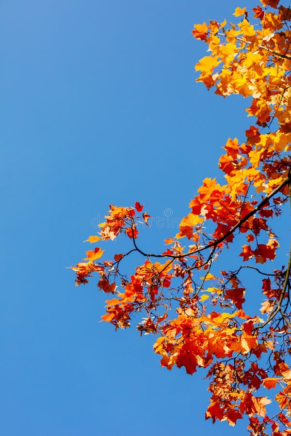 Autumn Leaves with the Blue Sky Stock Image - Image of botanical ...