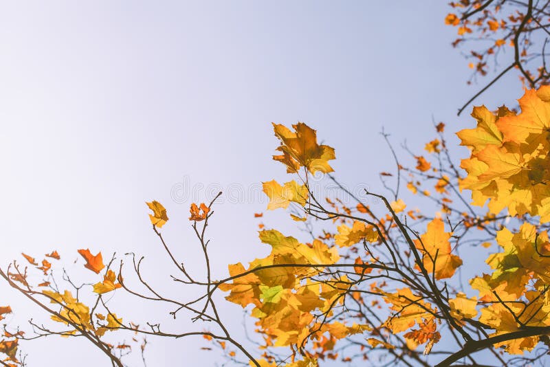 Autumn Leaves with the Blue Sky Stock Photo - Image of fall, background ...