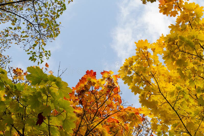 Autumn Leaves with the Blue Sky Background, Fall Trees Stock Photo ...