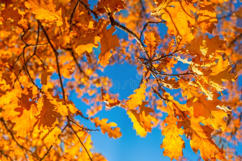 Autumn Leaves with Blue Sky Background. Autumn Foliage in the Park ...