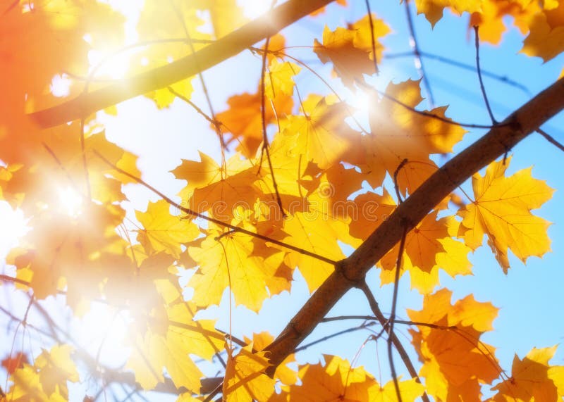 Autumn leaves and blue sky stock photo. Image of blue - 58515382