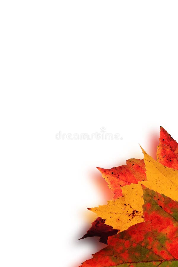 Maple Footer / Autumn Leaves Stock Illustration - Illustration of card ...