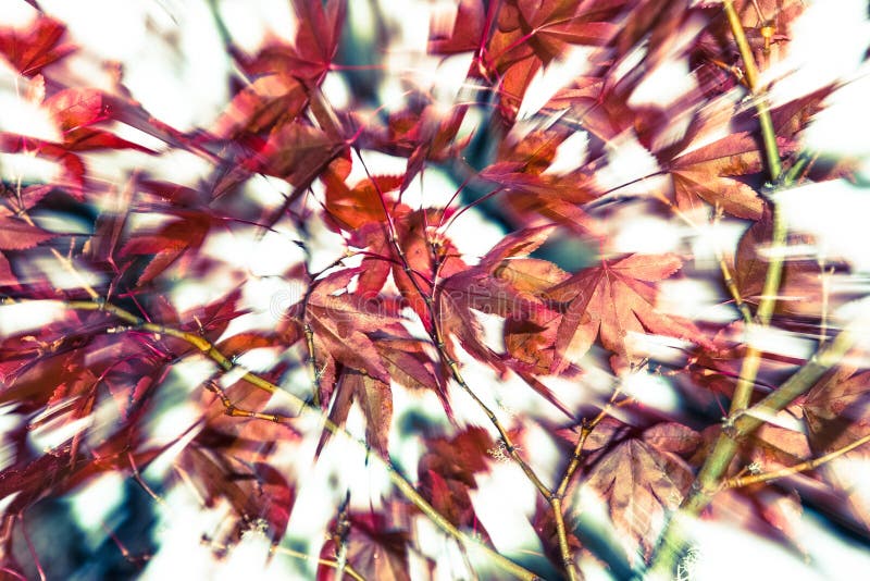 Autumn leaves blur effect stock photo. Image of autumn - 104136134