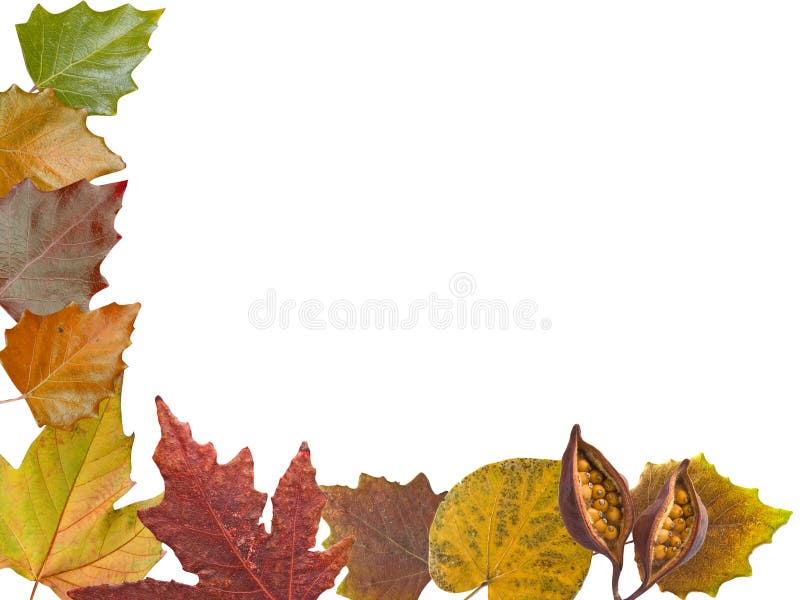 Autumn leaves border stock photo. Image of decorate, composition - 12743546