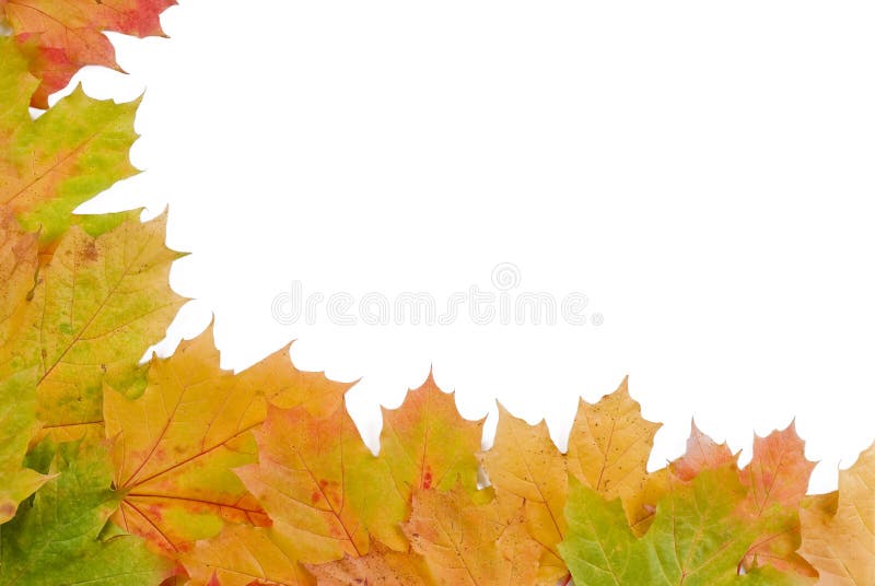 Fall Maple Leaves Border stock photo. Image of nature - 21442862
