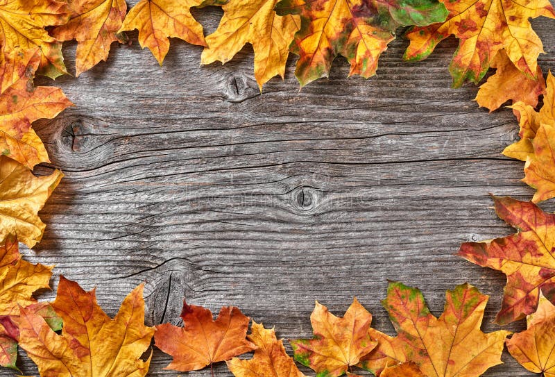 Autumn leaves border stock image. Image of october, group - 256795333